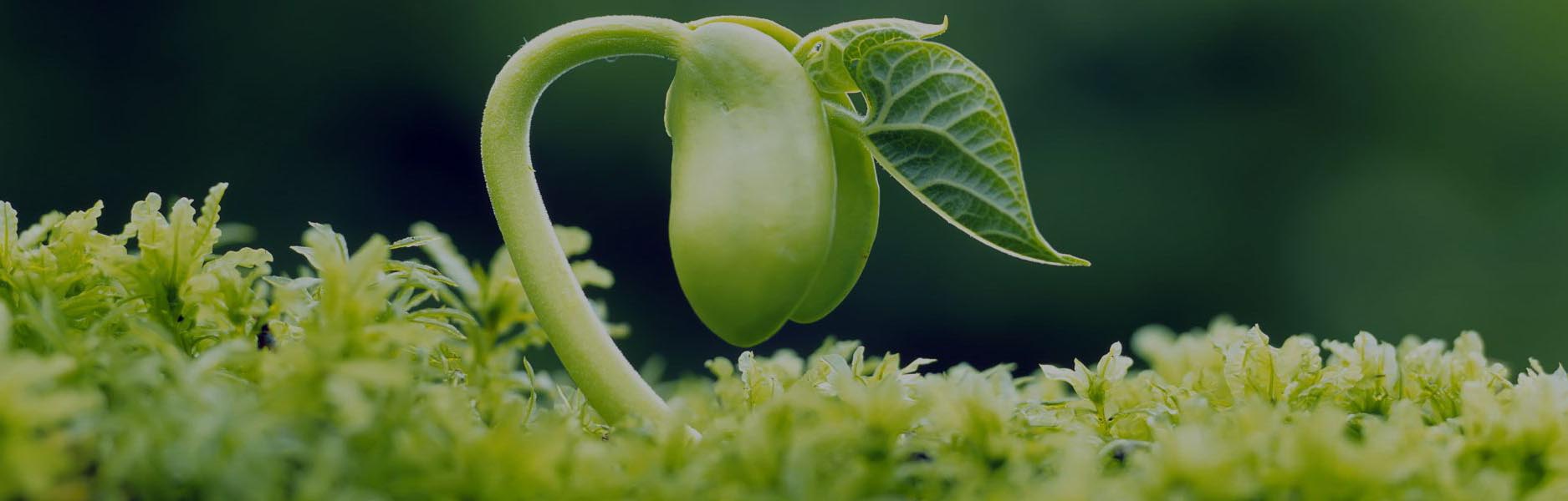 agriculture-background – School of Adaptive Agriculture