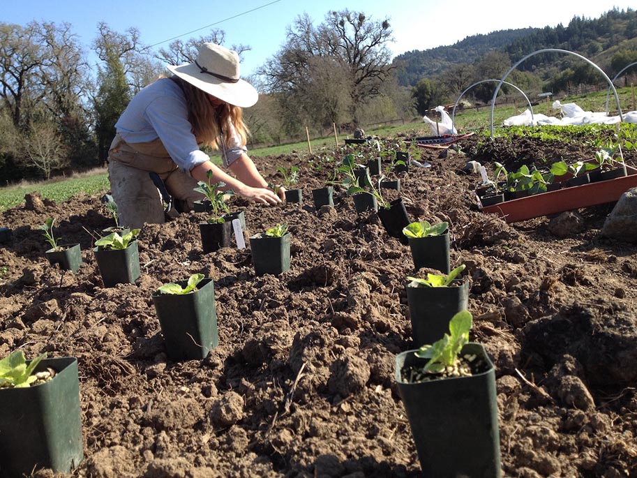 transplant – School of Adaptive Agriculture